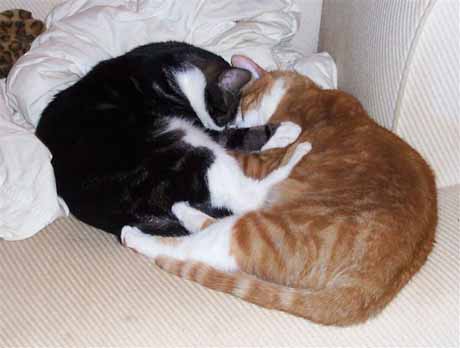 Hidden Hill Farm ~ Hunter Jumper Show Barn in Bahama, North Carolina