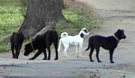 Hidden Hill Farm ~ Hunter Jumper Show Barn in Bahama, North Carolina